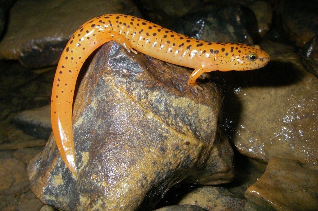 Conservation Division Contacts - National Speleological Society