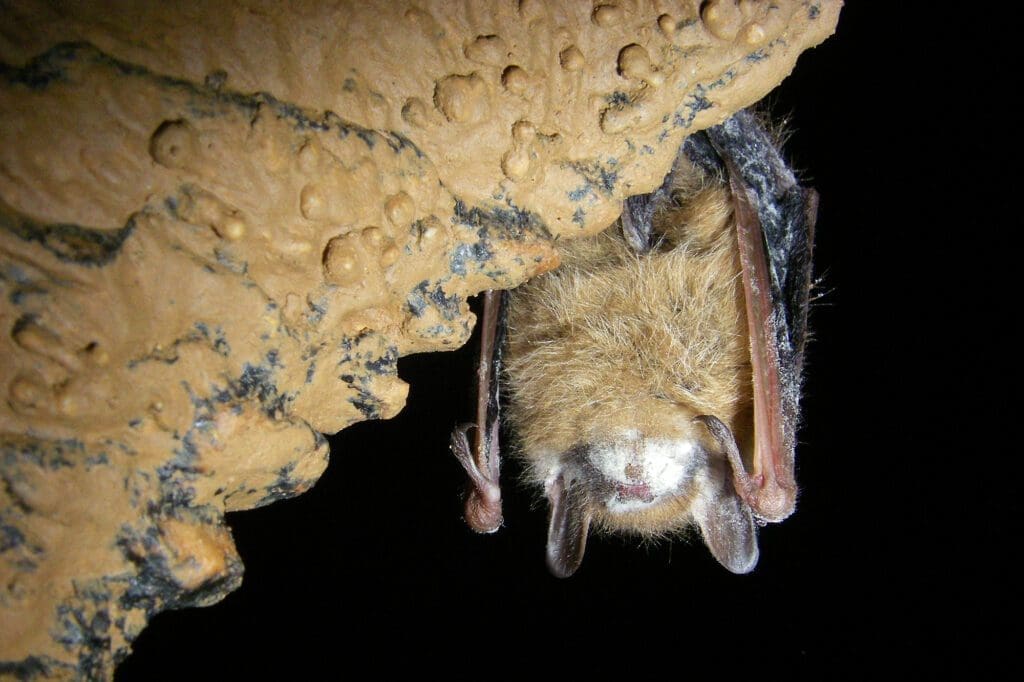 White Nose Syndrome - National Speleological Society