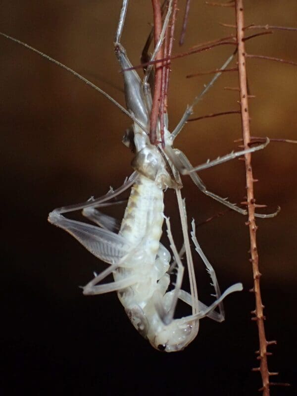 Meet the 2023 USA Cave Animal of the Year: Ceuthophilus Cave Crickets ...