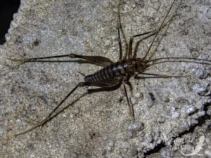 Meet the 2023 USA Cave Animal of the Year: Ceuthophilus Cave Crickets ...