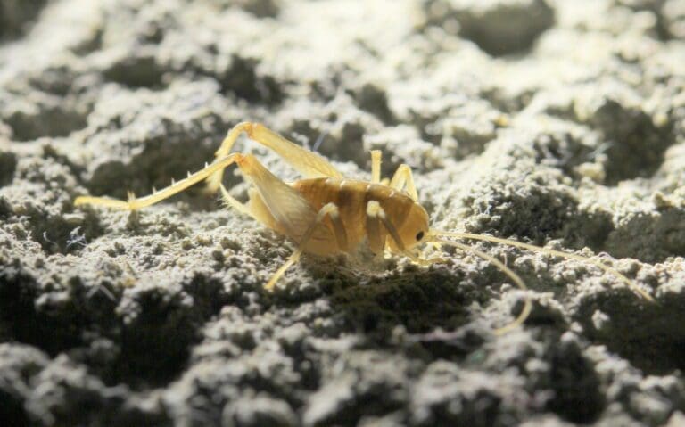 Meet the 2023 USA Cave Animal of the Year: Ceuthophilus Cave Crickets ...