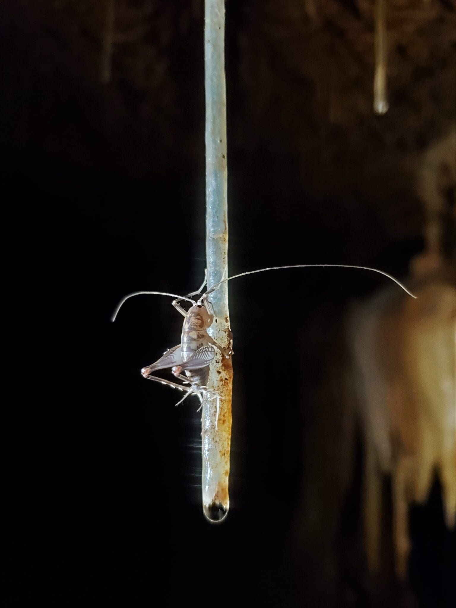 Meet the 2023 USA Cave Animal of the Year: Ceuthophilus Cave Crickets ...