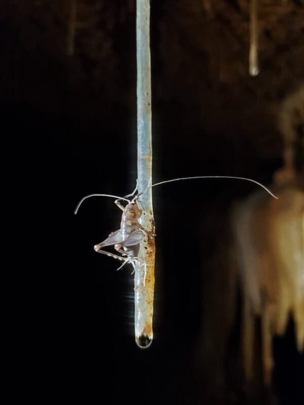 Meet the 2023 USA Cave Animal of the Year: Ceuthophilus Cave Crickets ...