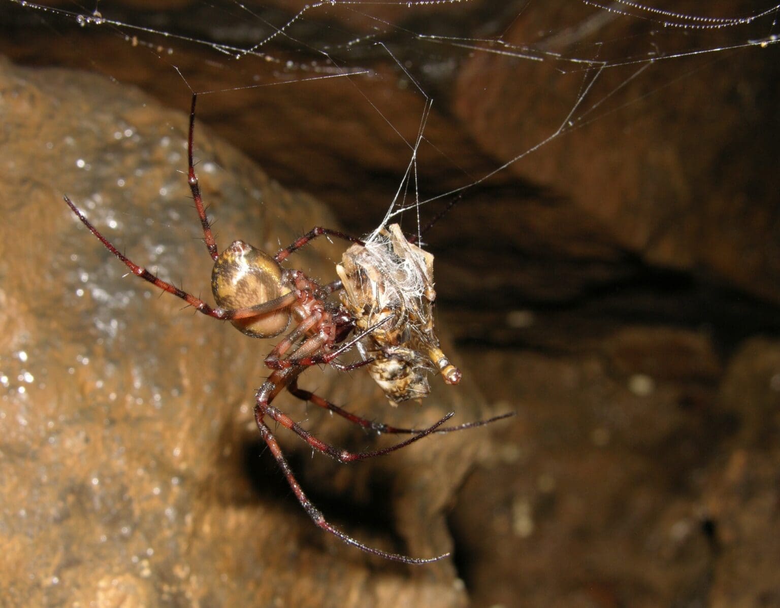Meet the 2023 USA Cave Animal of the Year: Ceuthophilus Cave Crickets ...