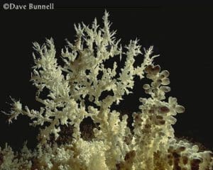 Aragonite - National Speleological Society