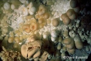 Coralloids - National Speleological Society