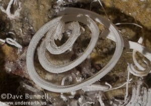 Gypsum Flowers - National Speleological Society