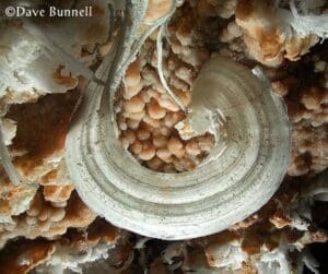 Gypsum Flowers - National Speleological Society