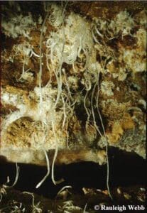 Gypsum Flowers - National Speleological Society
