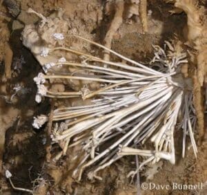 Helictites - National Speleological Society