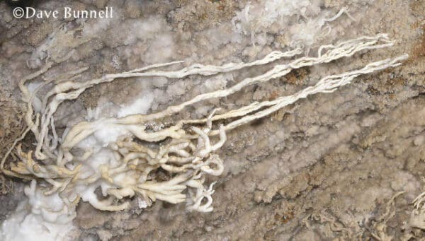 Helictites - National Speleological Society