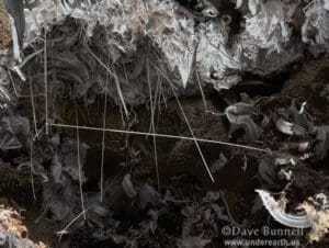 Gypsum Needles - National Speleological Society