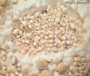Cave Pearls - National Speleological Society