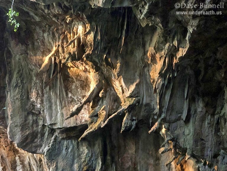 Phytokarst - National Speleological Society