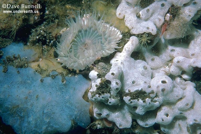 Sea Caves - National Speleological Society