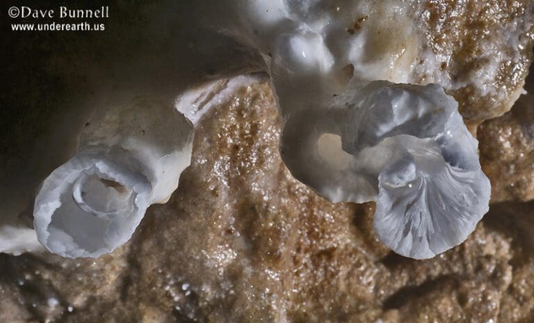 Spathites - National Speleological Society