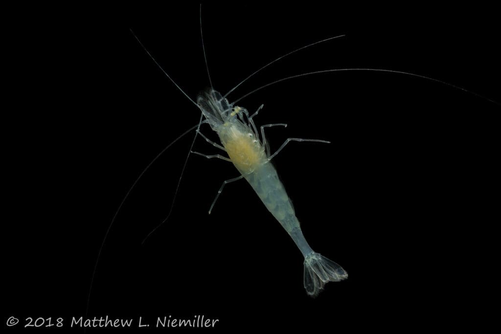Meet the Cave Shrimp: 2025 USA Cave Animal of the Year - National ...