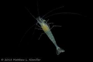 Meet the Cave Shrimp: 2025 USA Cave Animal of the Year - National ...