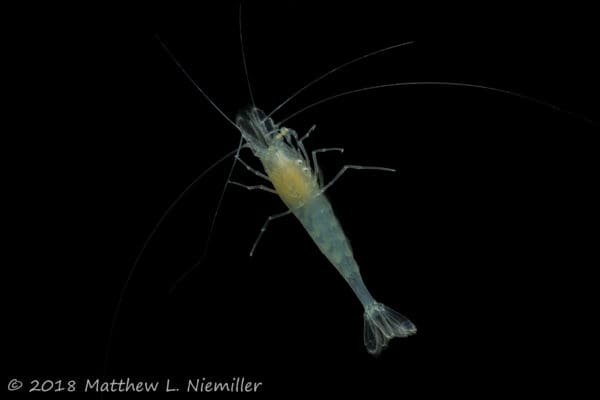 Meet the Cave Shrimp: 2025 USA Cave Animal of the Year - National ...